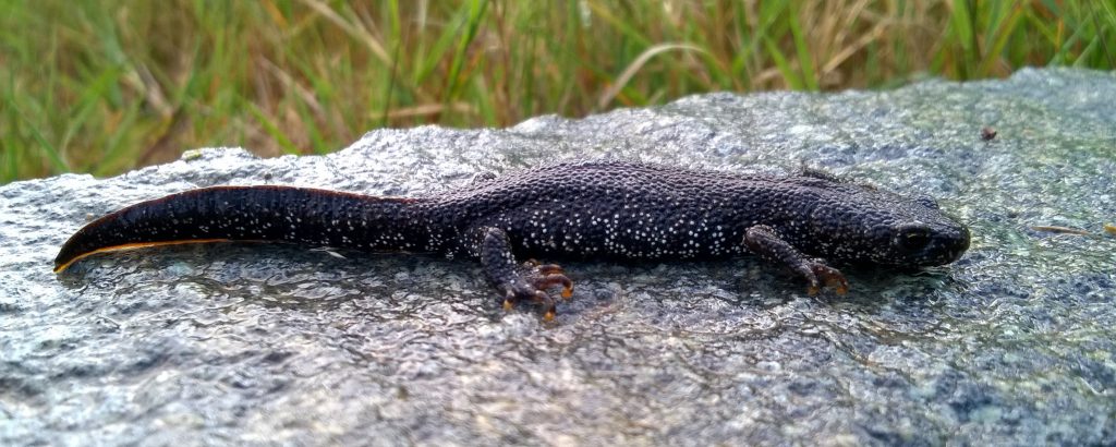 Great Crested Newts - Riverdale Ecology